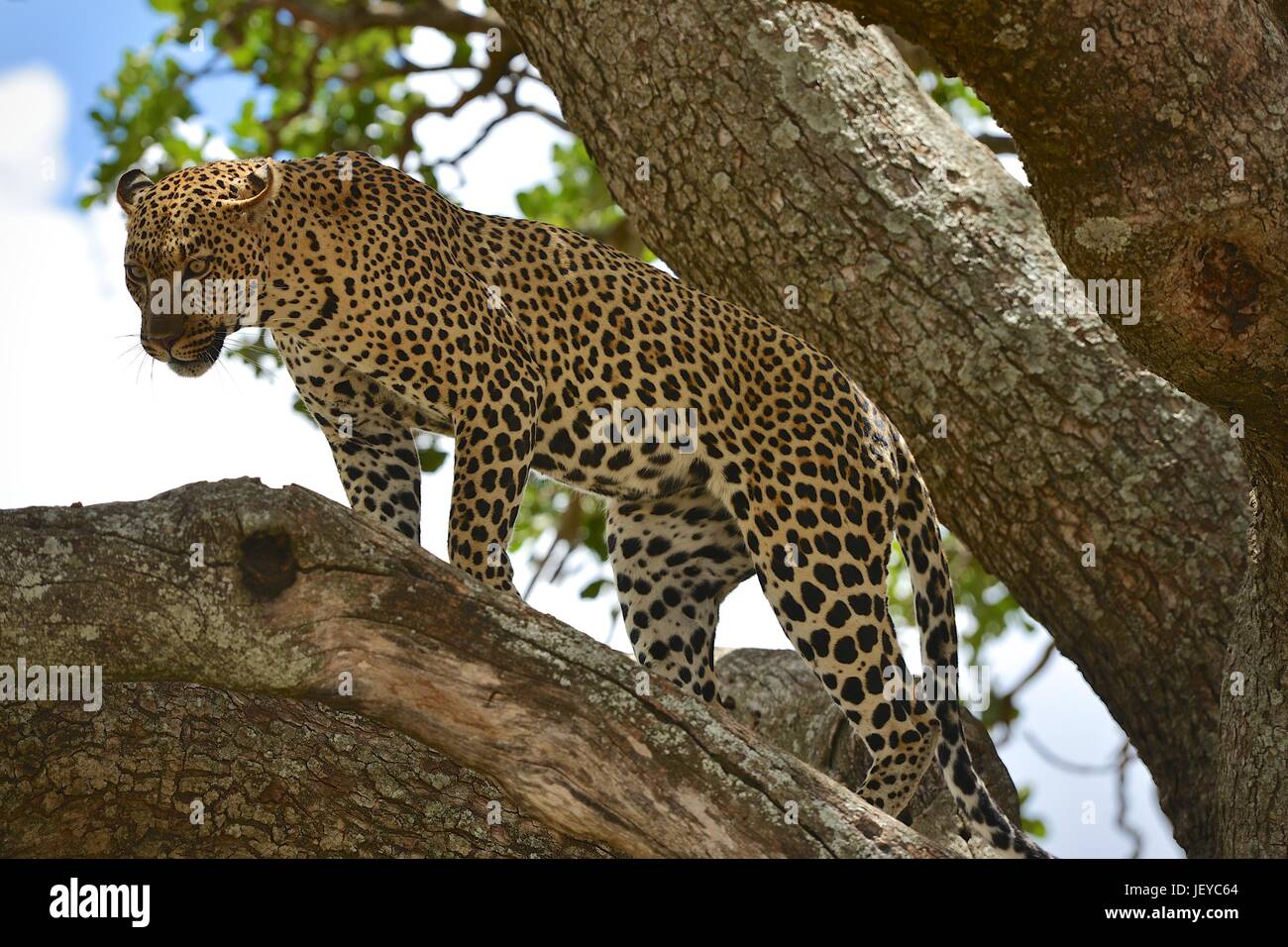 Wild Safari Animals in Africa Stock Photo - Alamy