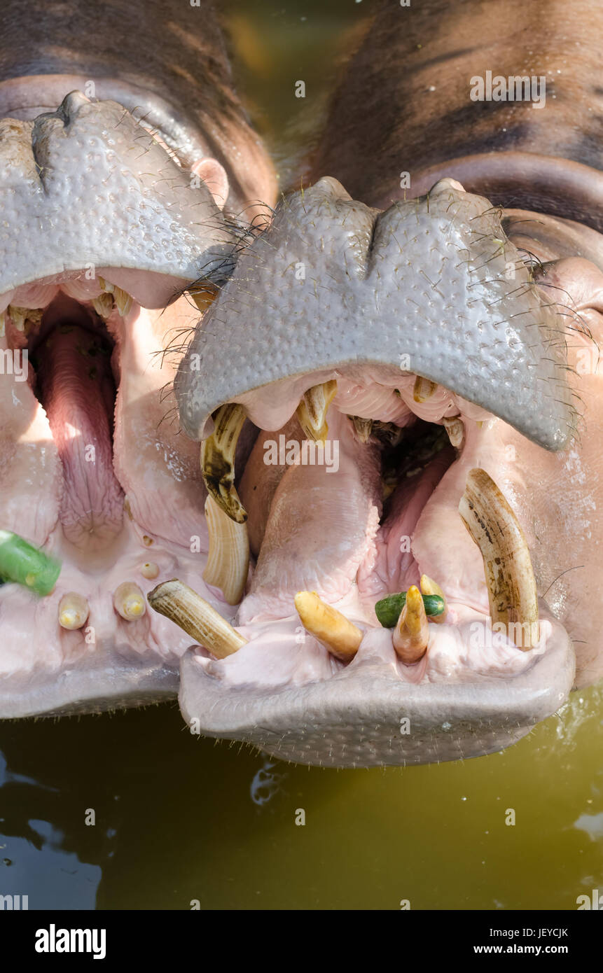 Hippo Teeth Size