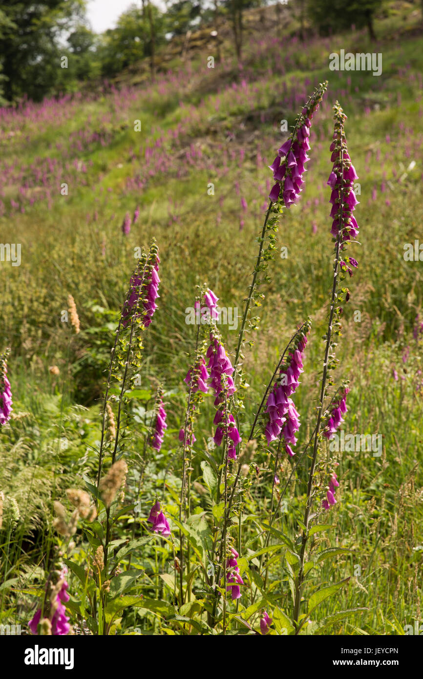 Flowering foxgloves hi-res stock photography and images - Alamy