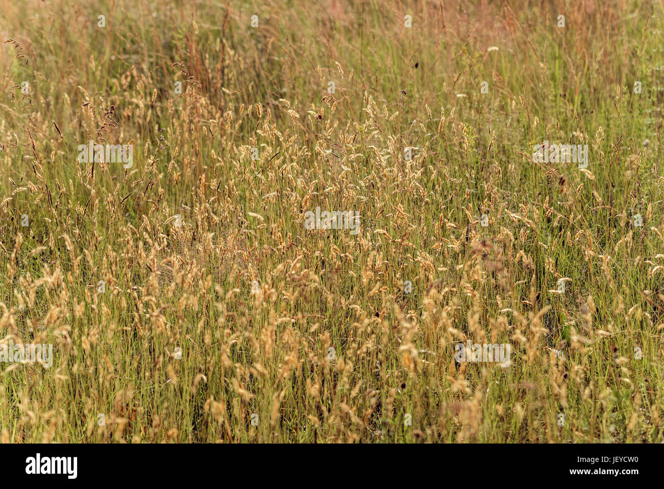 Gramineae grass hi-res stock photography and images - Alamy