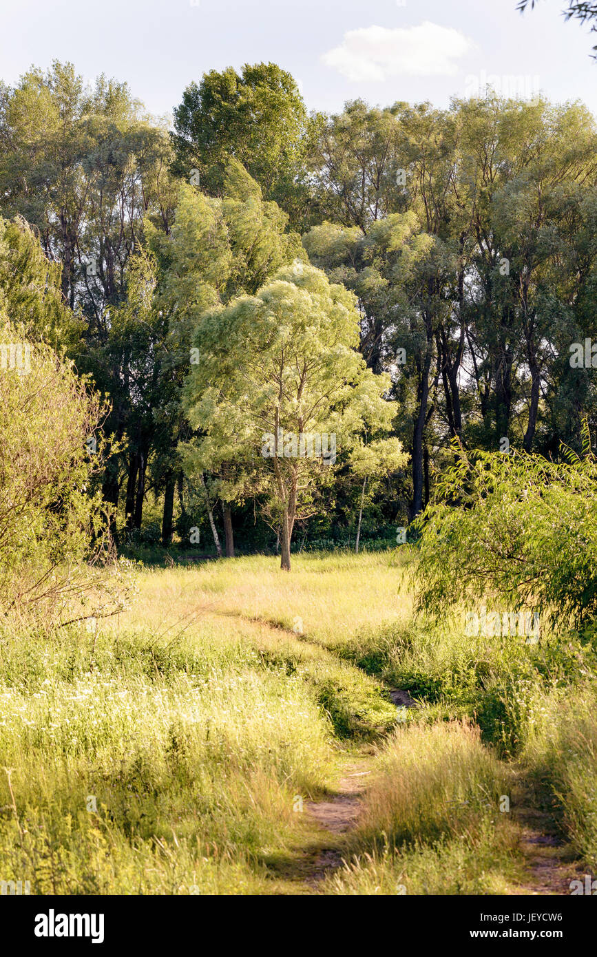 A young willow tree grows close to a country road in the middle of the ...