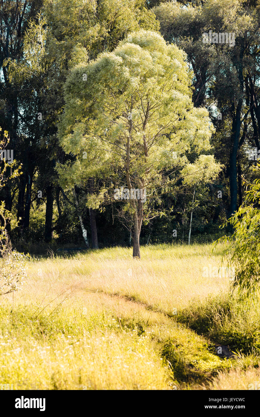 The willow path hi-res stock photography and images - Alamy