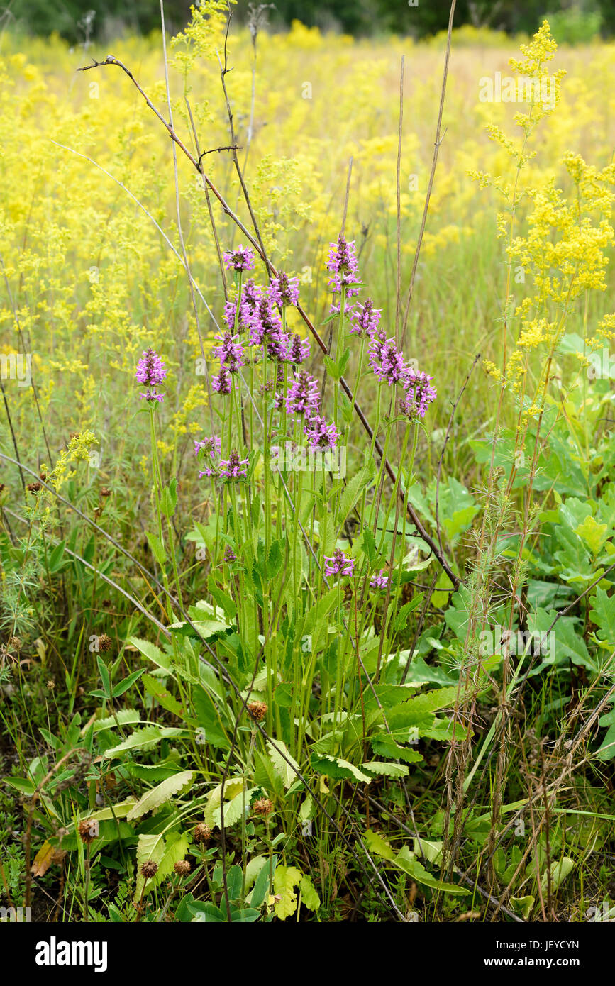 Stachys officinalis flowers also known as common hedgenettle, betony ...