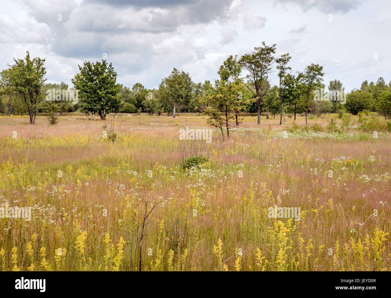Galium verum, also known as lady's bedstraw or yellow bedstraw, and ...