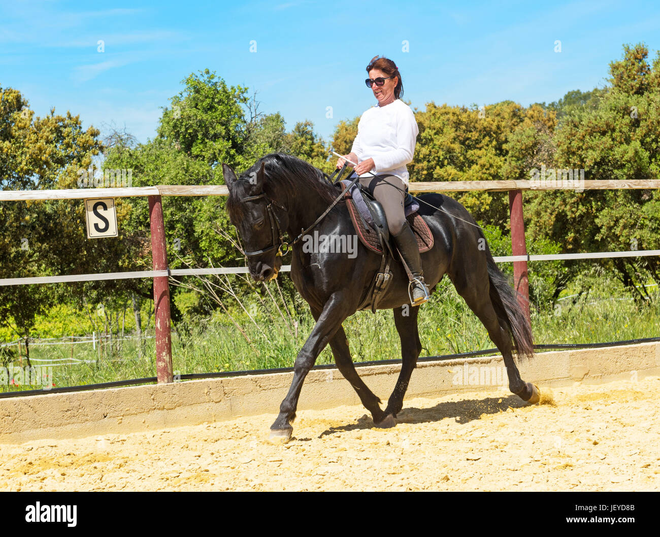 Stallion training hi-res stock photography and images - Alamy