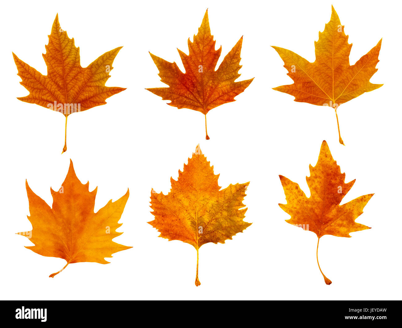 group of colorful autumn leaves isolated on white Stock Photo - Alamy
