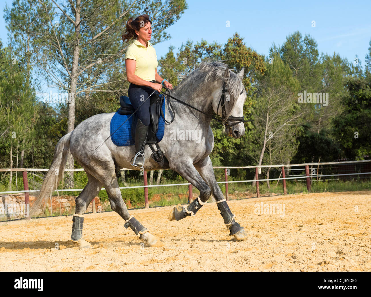 training of a riding girl and her gray stallion Stock Photo - Alamy