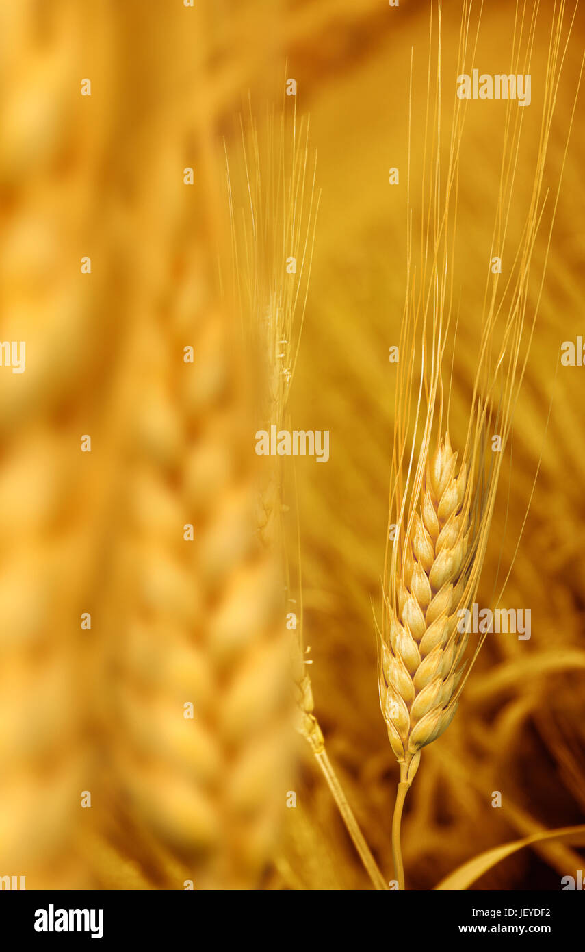 Beautiful shot yellow field wheat hi-res stock photography and images ...