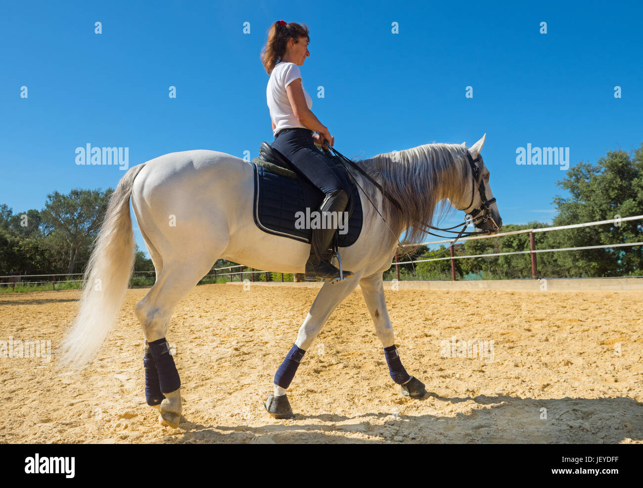 trianing of dressage for a riding girl and stallion Stock Photo - Alamy