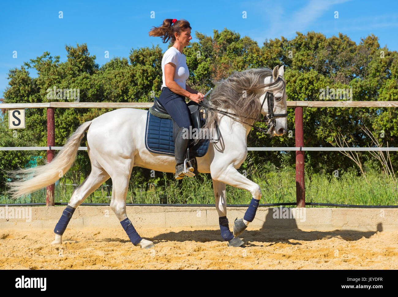 trianing of dressage for a riding girl and stallion Stock Photo - Alamy
