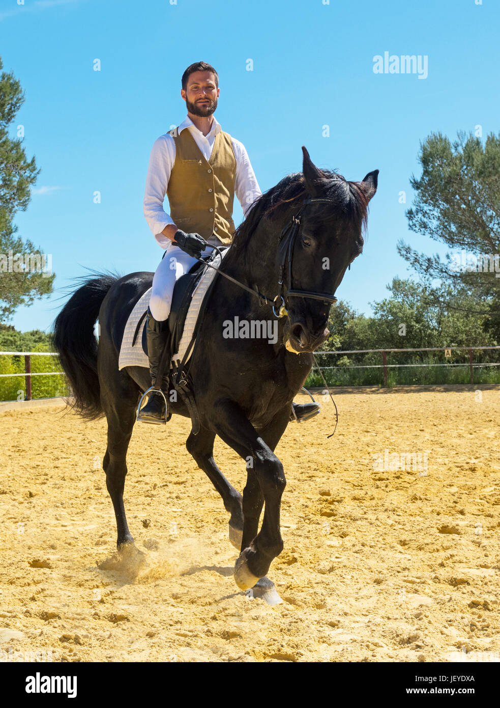 trianing of dressage for a riding man and stallion Stock Photo - Alamy