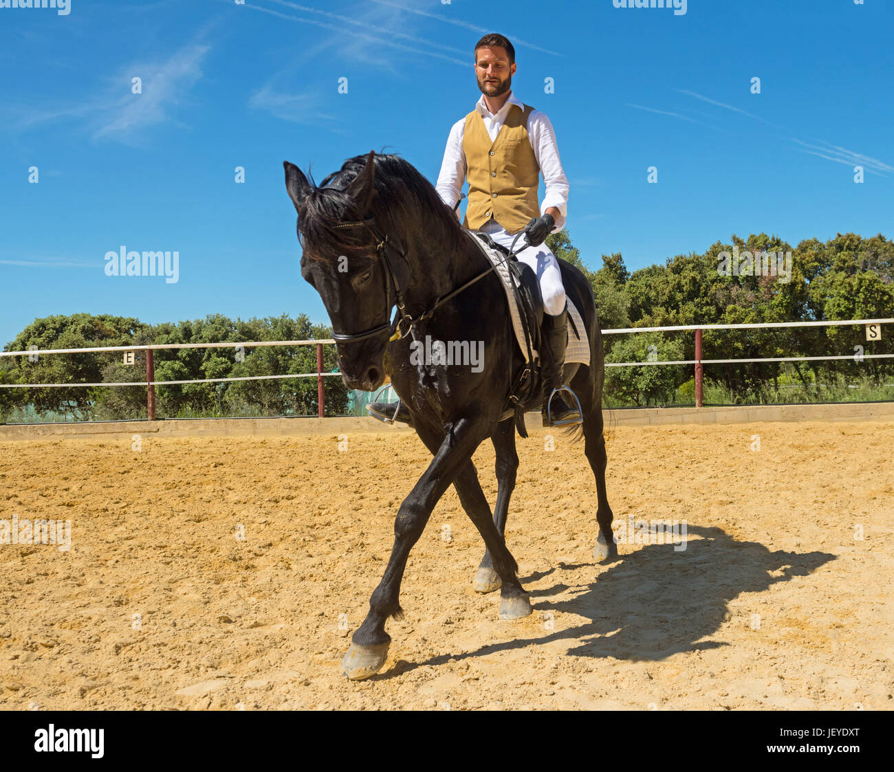 trianing of dressage for a riding man and stallion Stock Photo - Alamy