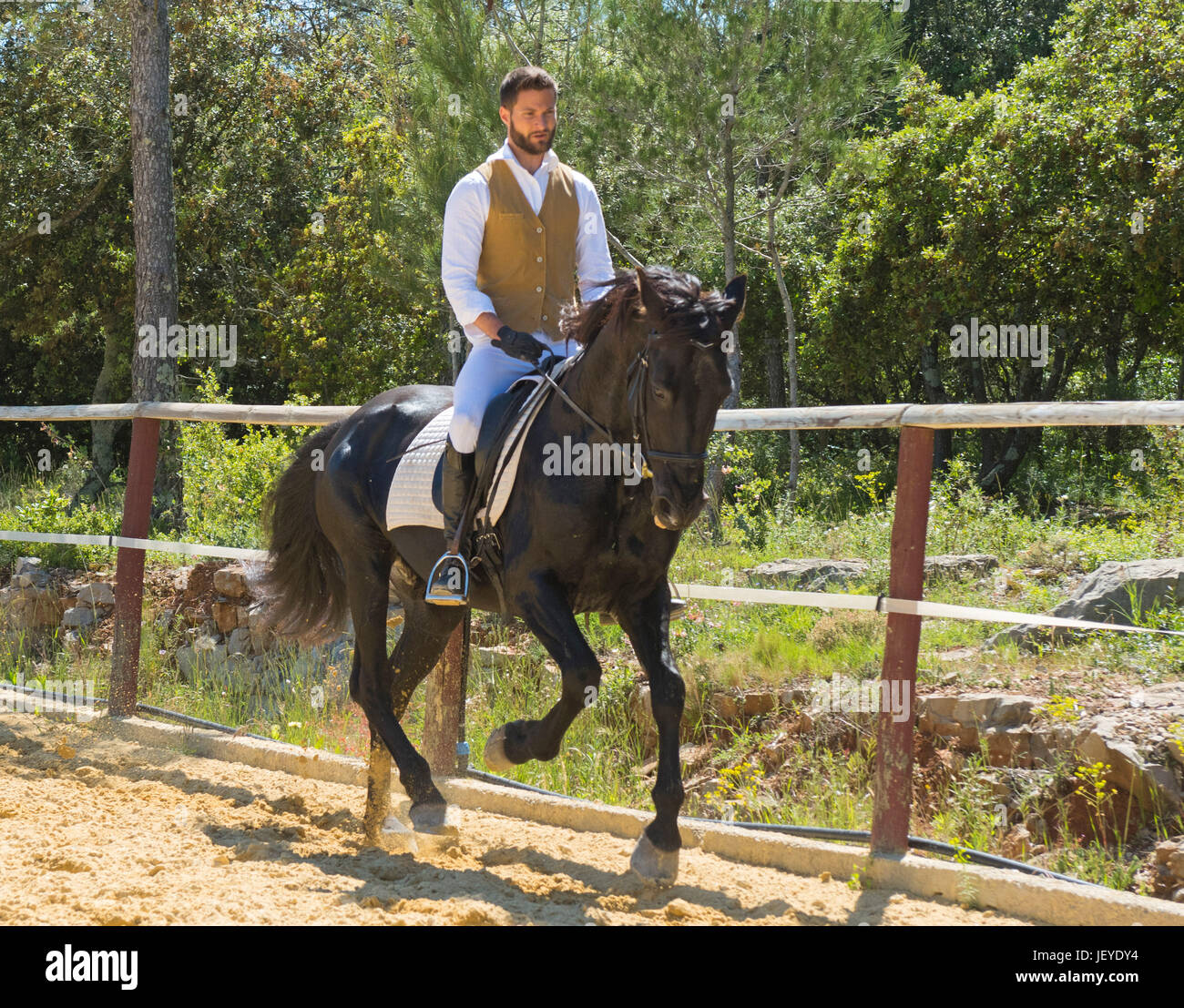 trianing of dressage for a riding man and stallion Stock Photo - Alamy