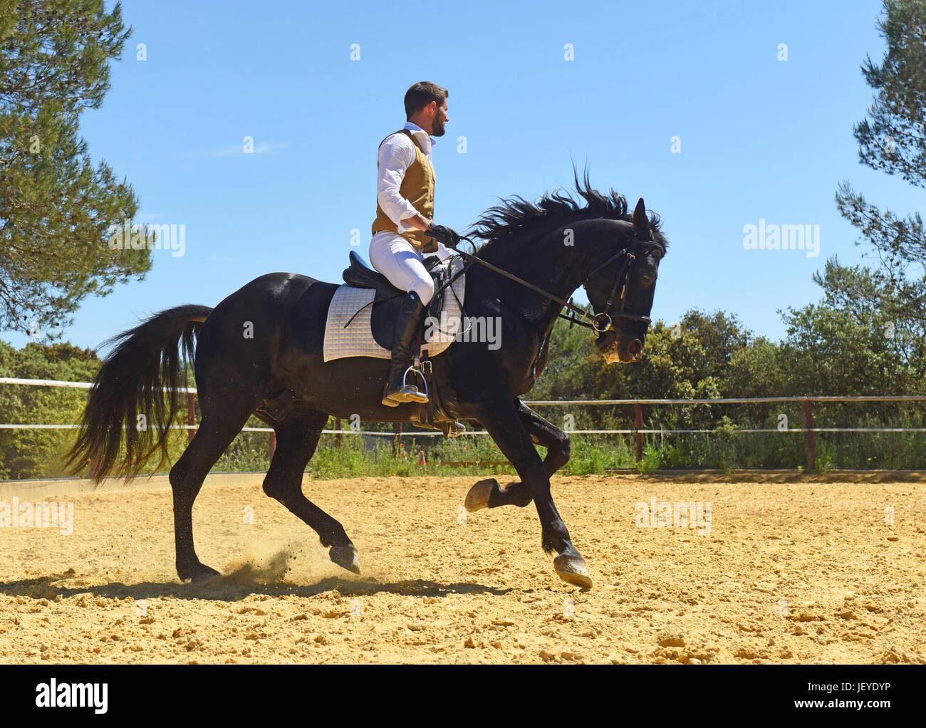 riding man and his stallion in a training of dressage Stock Photo - Alamy