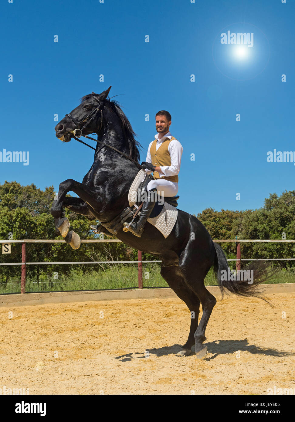 Rearing black stallion training hi-res stock photography and images - Alamy
