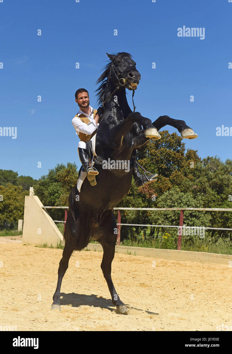 training of dressage for a riding man and stallion Stock Photo - Alamy
