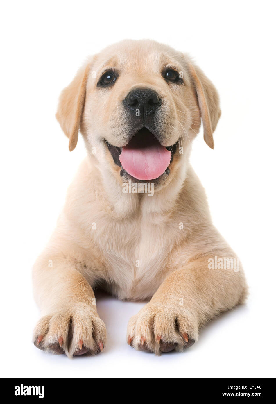 puppy labrador retriever in front of white background Stock Photo - Alamy