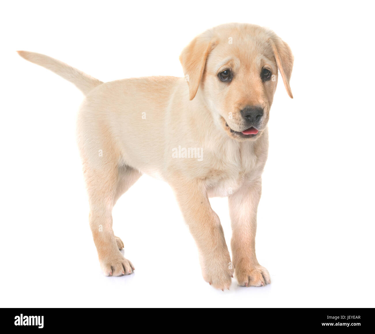 puppy labrador retriever in front of white background Stock Photo - Alamy