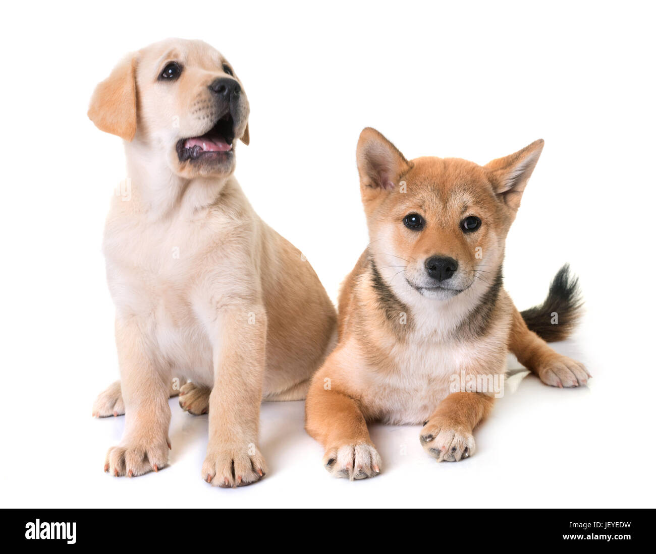 puppies labrador retriever and shiba inu in front of white background ...