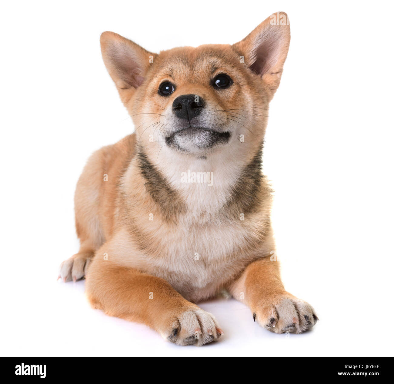 young shiba inu in front of white background Stock Photo - Alamy