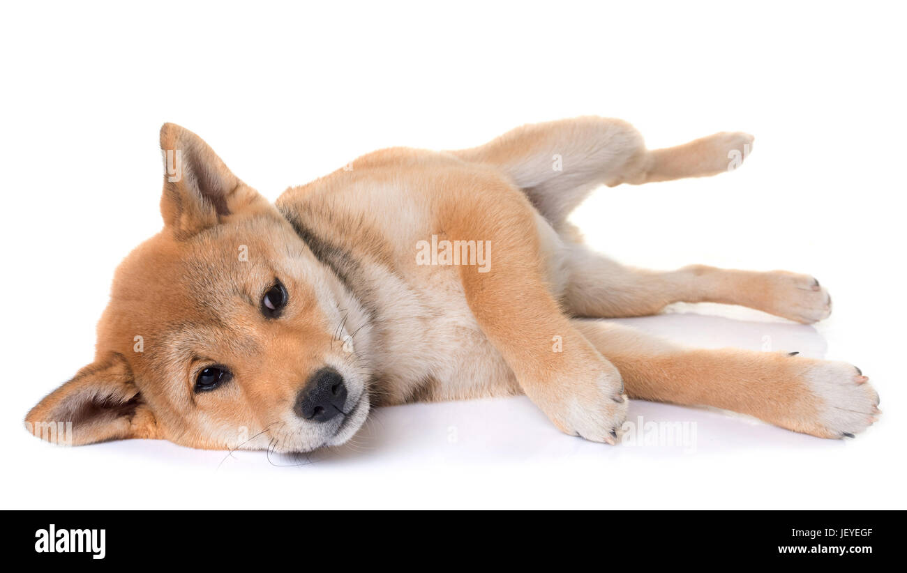 young shiba inu in front of white background Stock Photo - Alamy