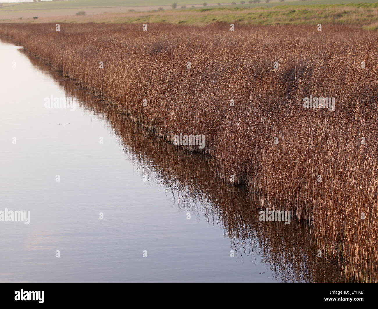 Reeds along a waterway Stock Photo - Alamy