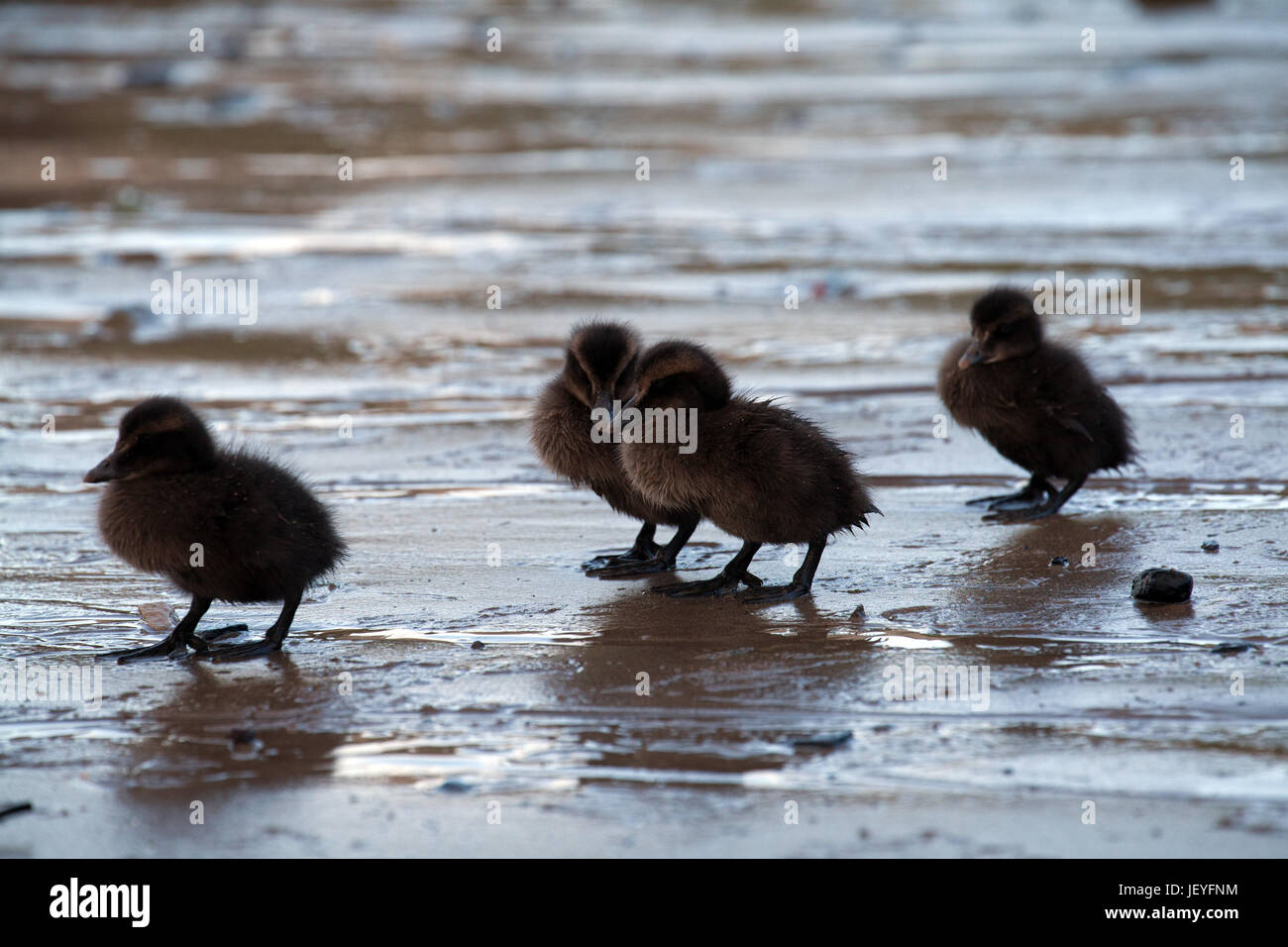Four eider chicks on the beach at Seahouses, Northumberland, England ...