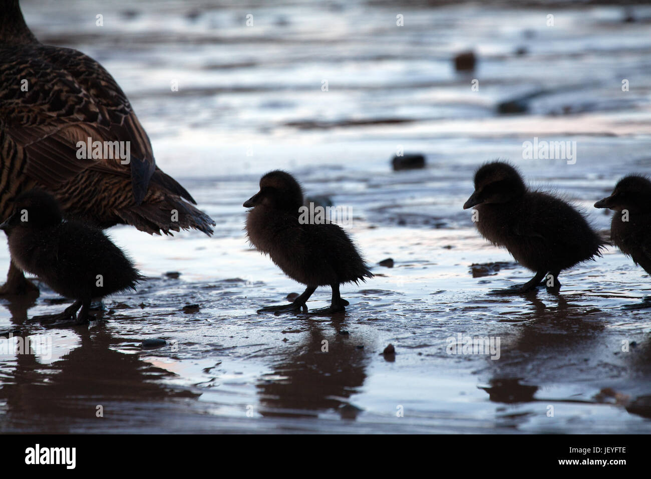 Silhouettes of an eider duck with chicks on the beach at Seahouses ...