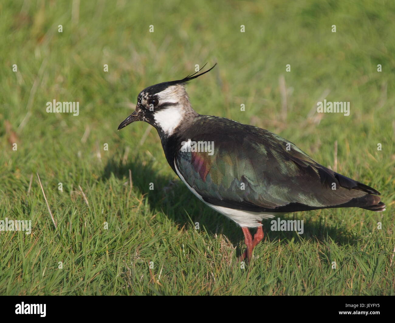 Lapwing close up hi-res stock photography and images - Alamy