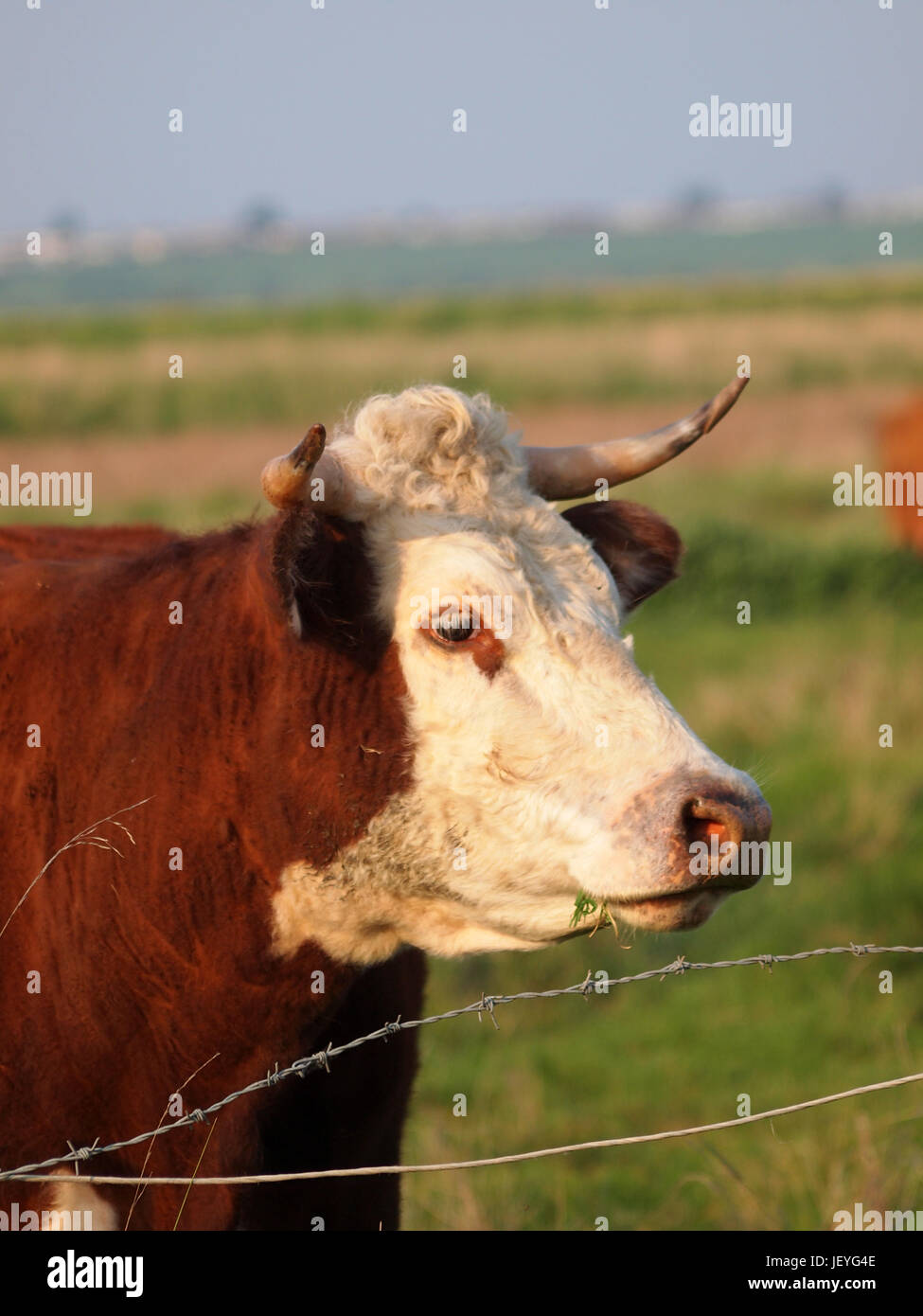 Cow looking over fence hi-res stock photography and images - Alamy