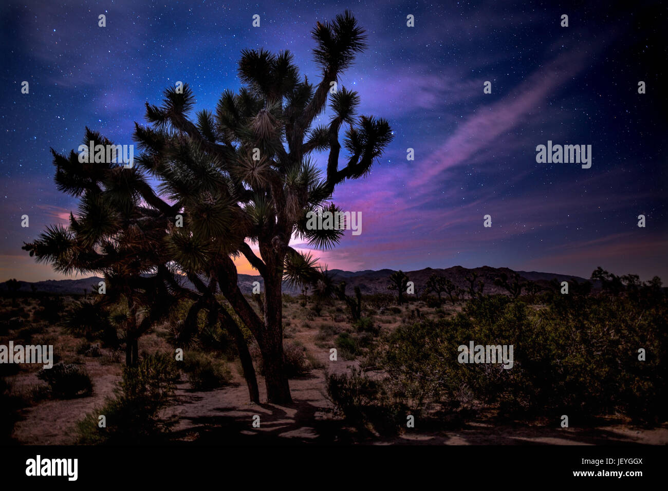 The Stars over Joshua Tree National Park in California Stock Photo - Alamy