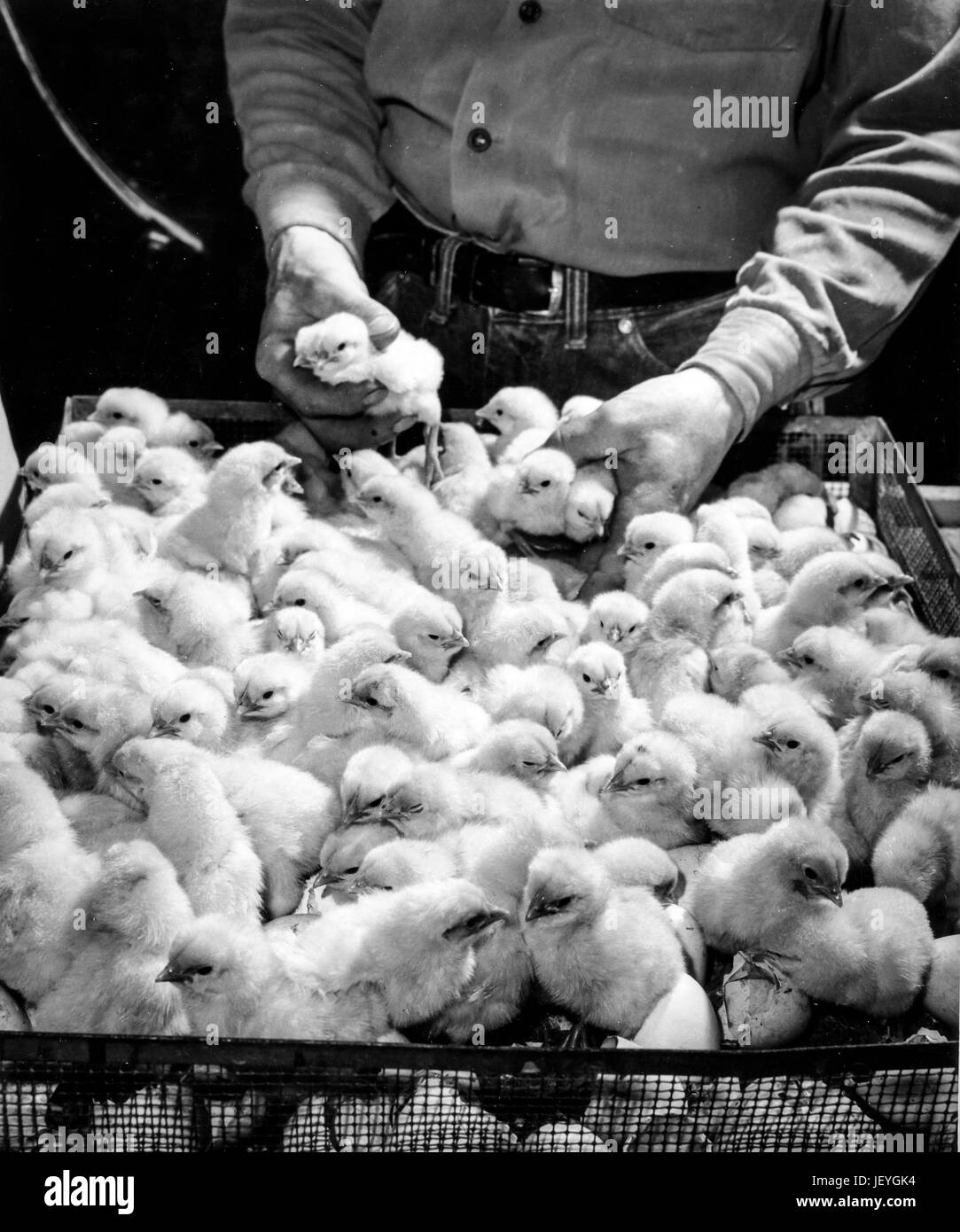 Breeding of chicks Stock Photo - Alamy