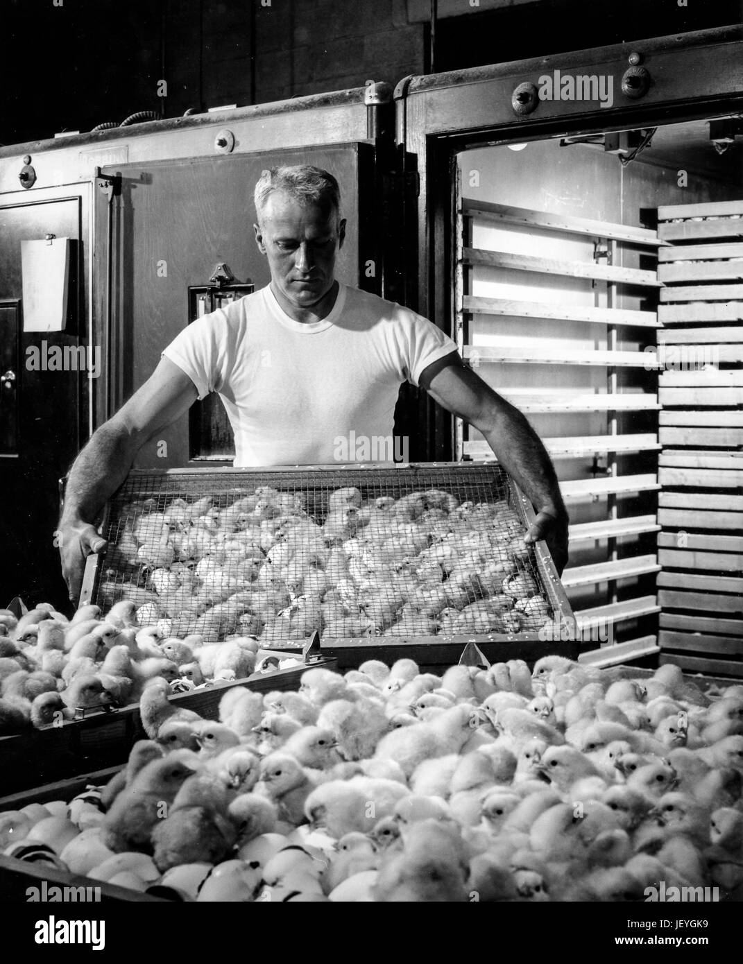 Breeding of chicks Stock Photo - Alamy