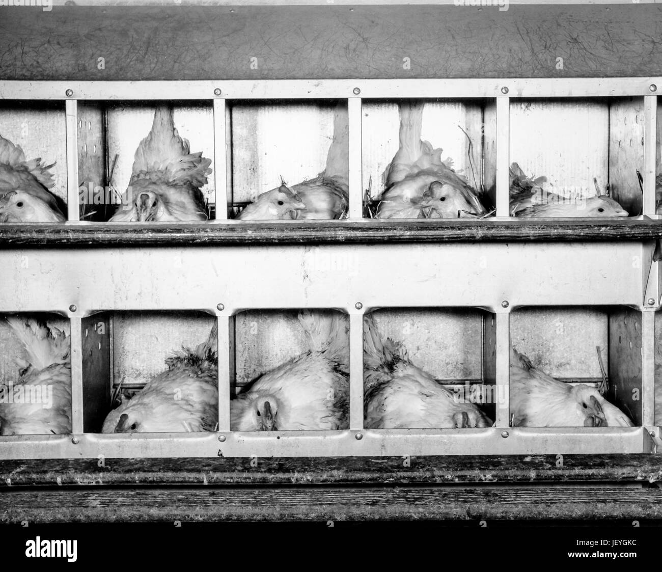 Breeding birds of north america Black and White Stock Photos & Images ...