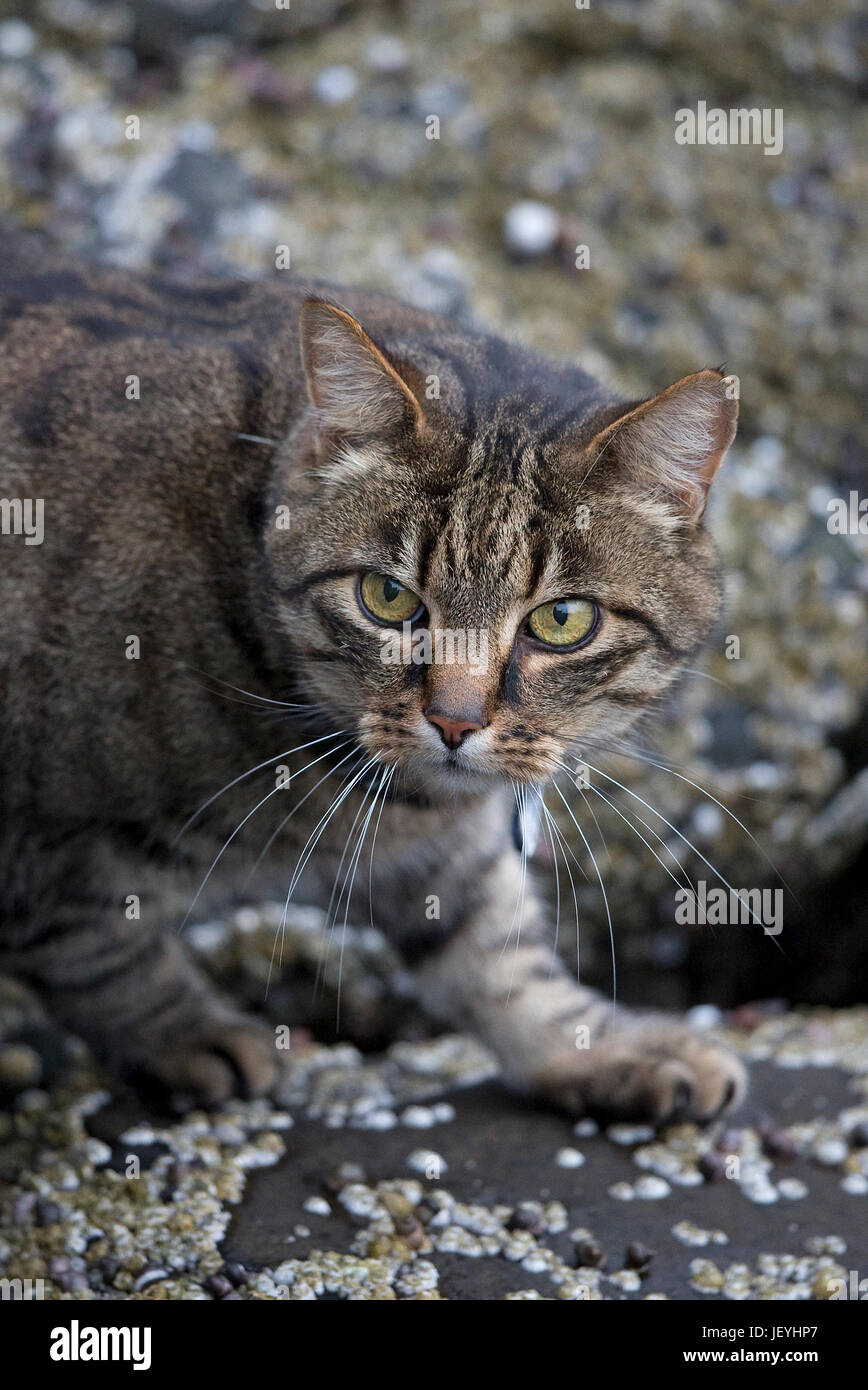 Domestic Cat (Felix catus) Iceland IS June 2017 Stock Photo - Alamy