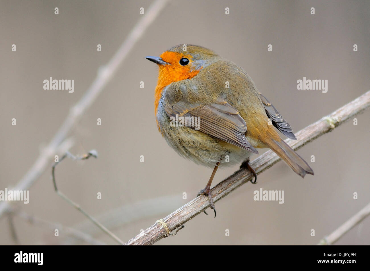 Friendly robins hi-res stock photography and images - Alamy