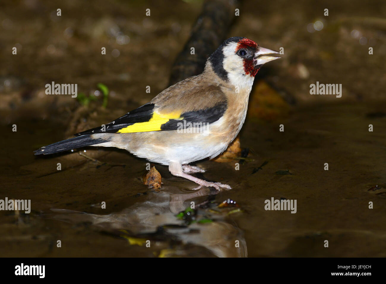 Charm of goldfinches hi-res stock photography and images - Alamy