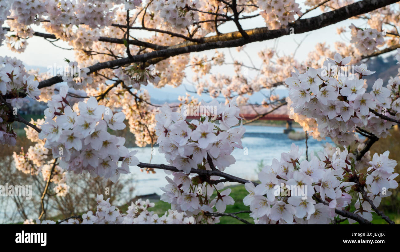 Cherry blossoms in Kakunodate, Senboku District, Akita Prefecture ...