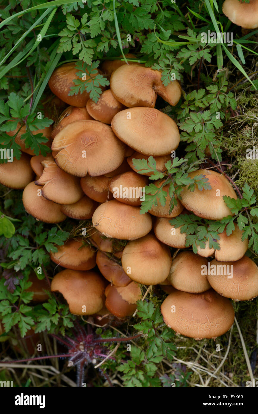 Conifer Tuft Fungi (Hypholoma capnoides), group Stock Photo - Alamy