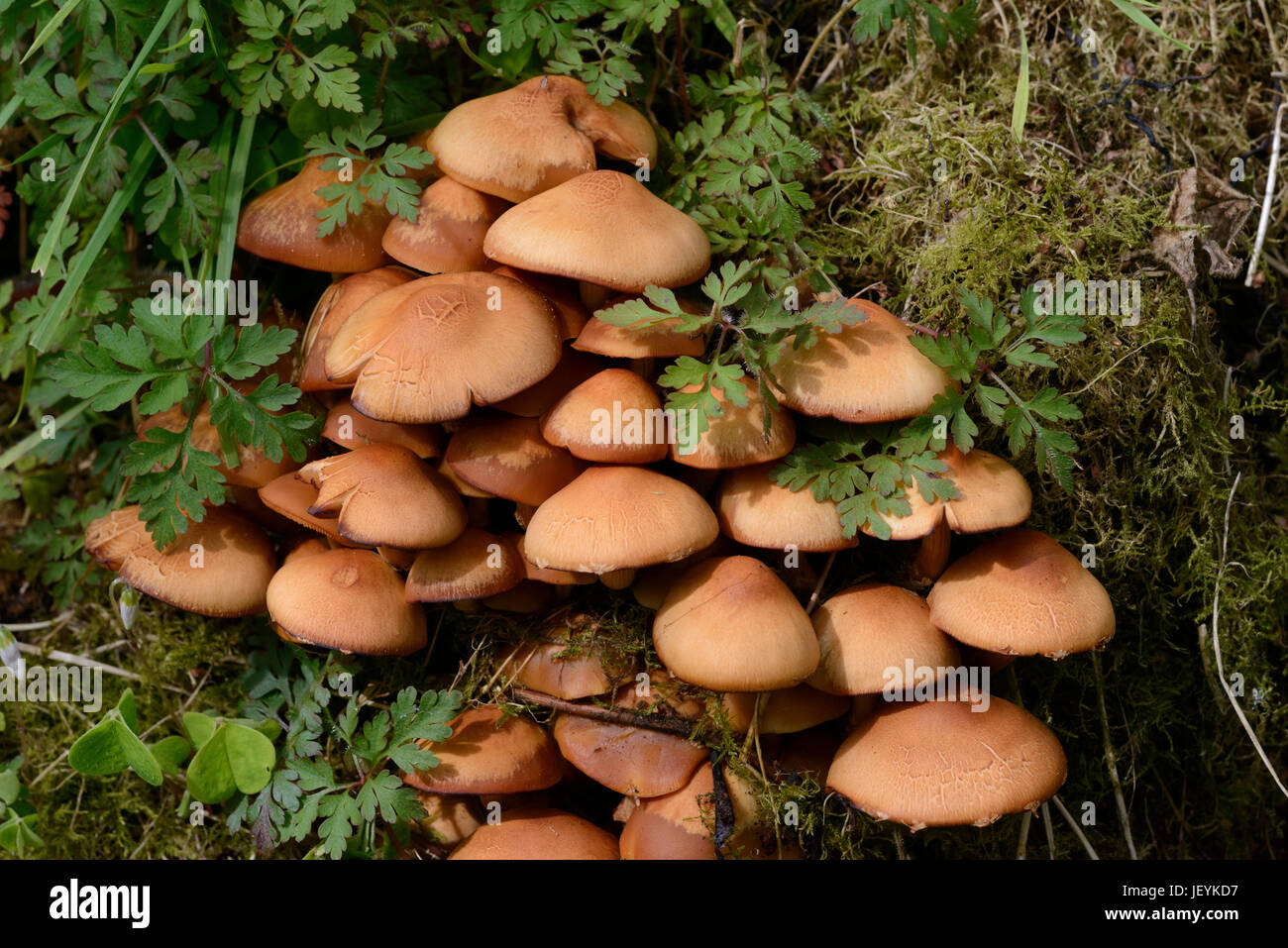 Conifer Tuft Fungi (Hypholoma capnoides), group Stock Photo - Alamy