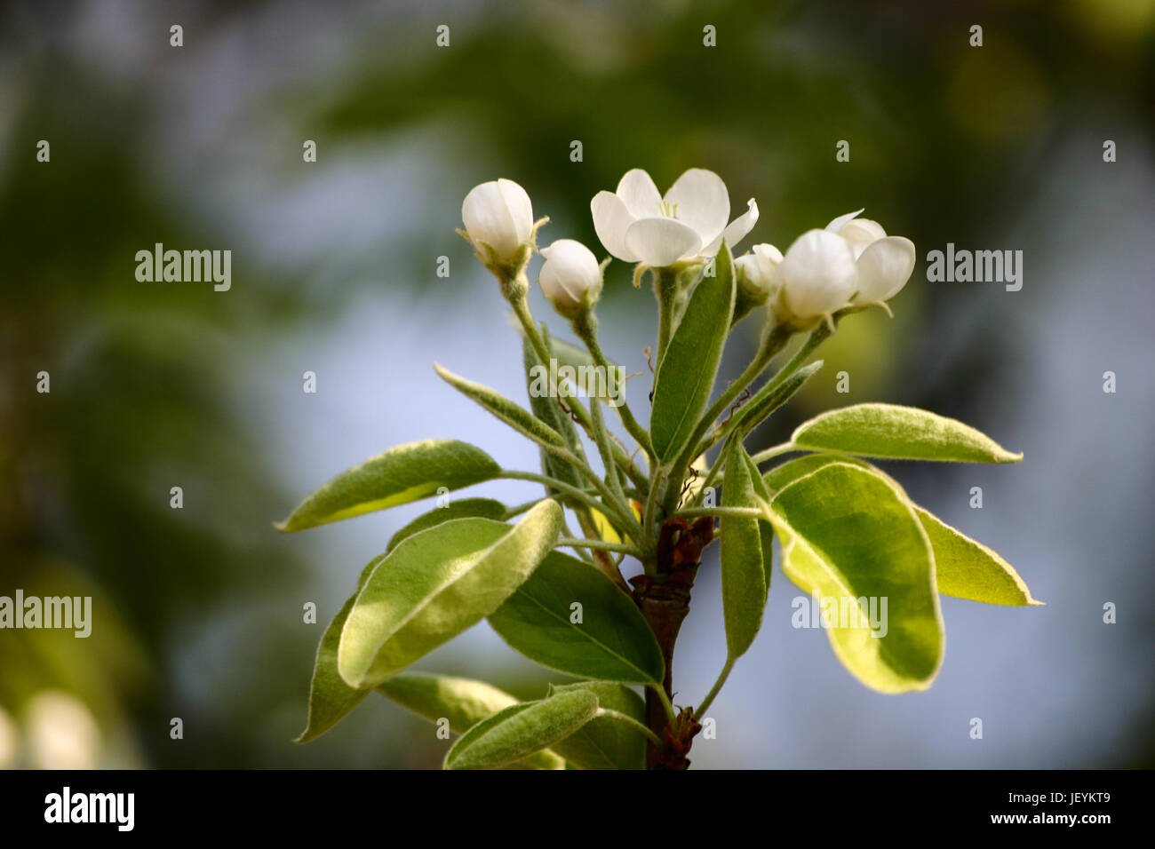 Beautiful pear tree blossoms on a natural background Stock Photo - Alamy