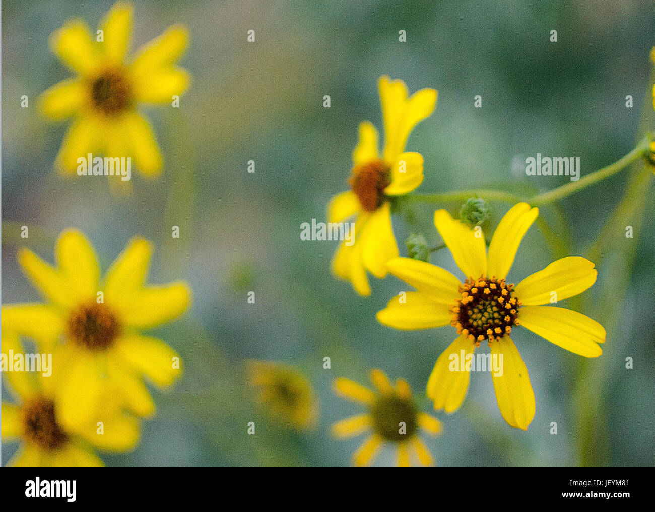 A collection of yellow flowers sway in the breeze in an Arizona ...