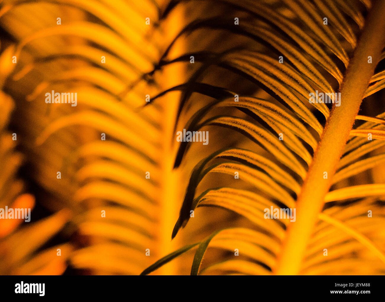 Fern close-up photographed under orange lights at night Stock Photo - Alamy