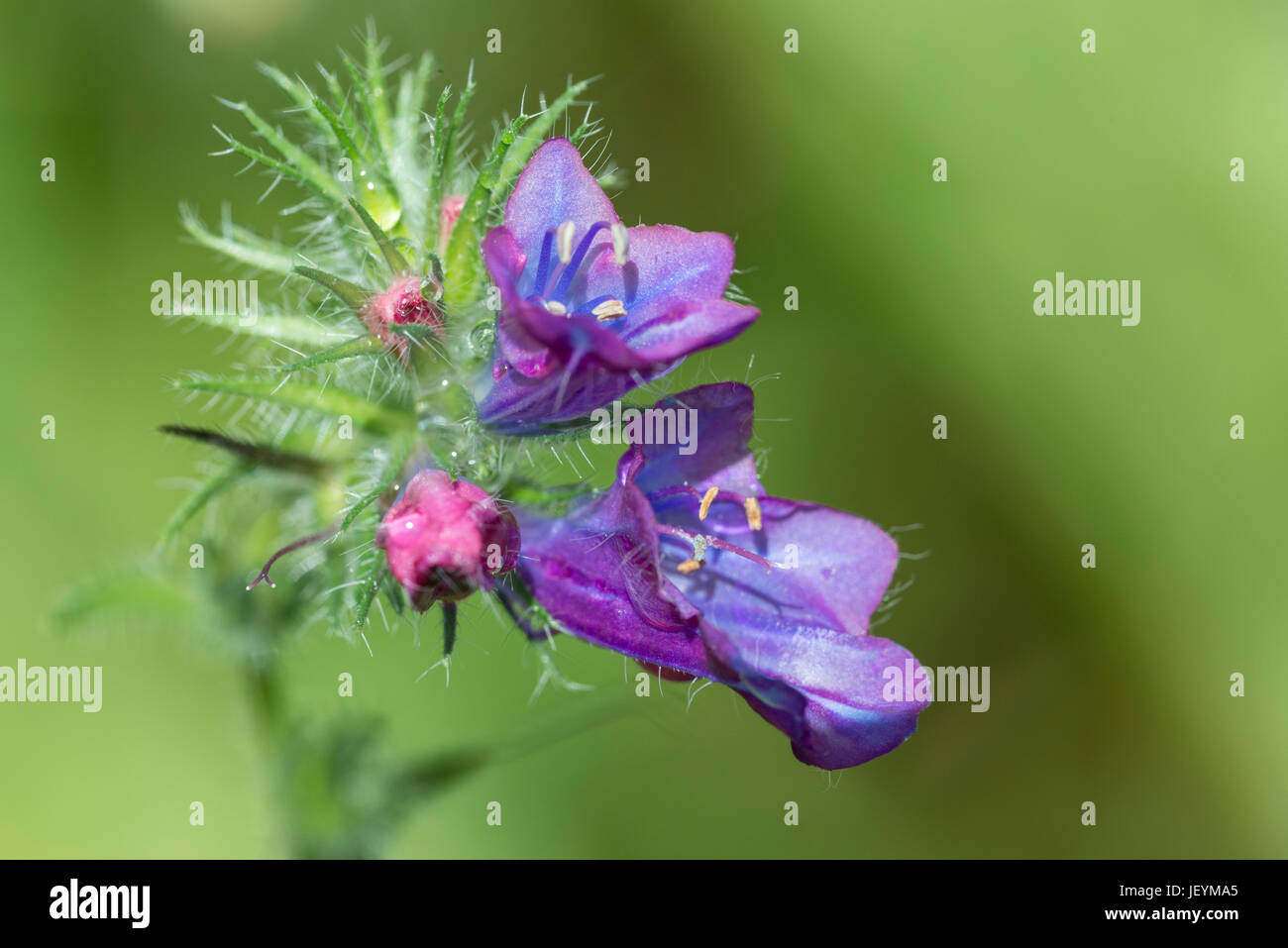 Purple Viper's Bugloss (Echium plantagineum), flowers Stock Photo - Alamy
