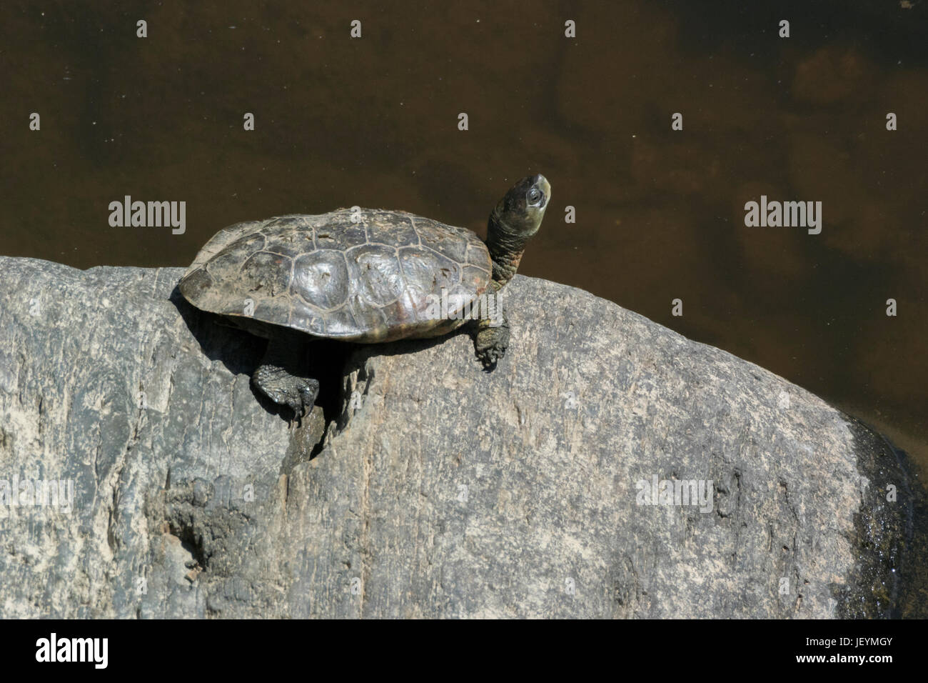 Spanish Terrapin (Mauremys leprosa), basking Stock Photo - Alamy
