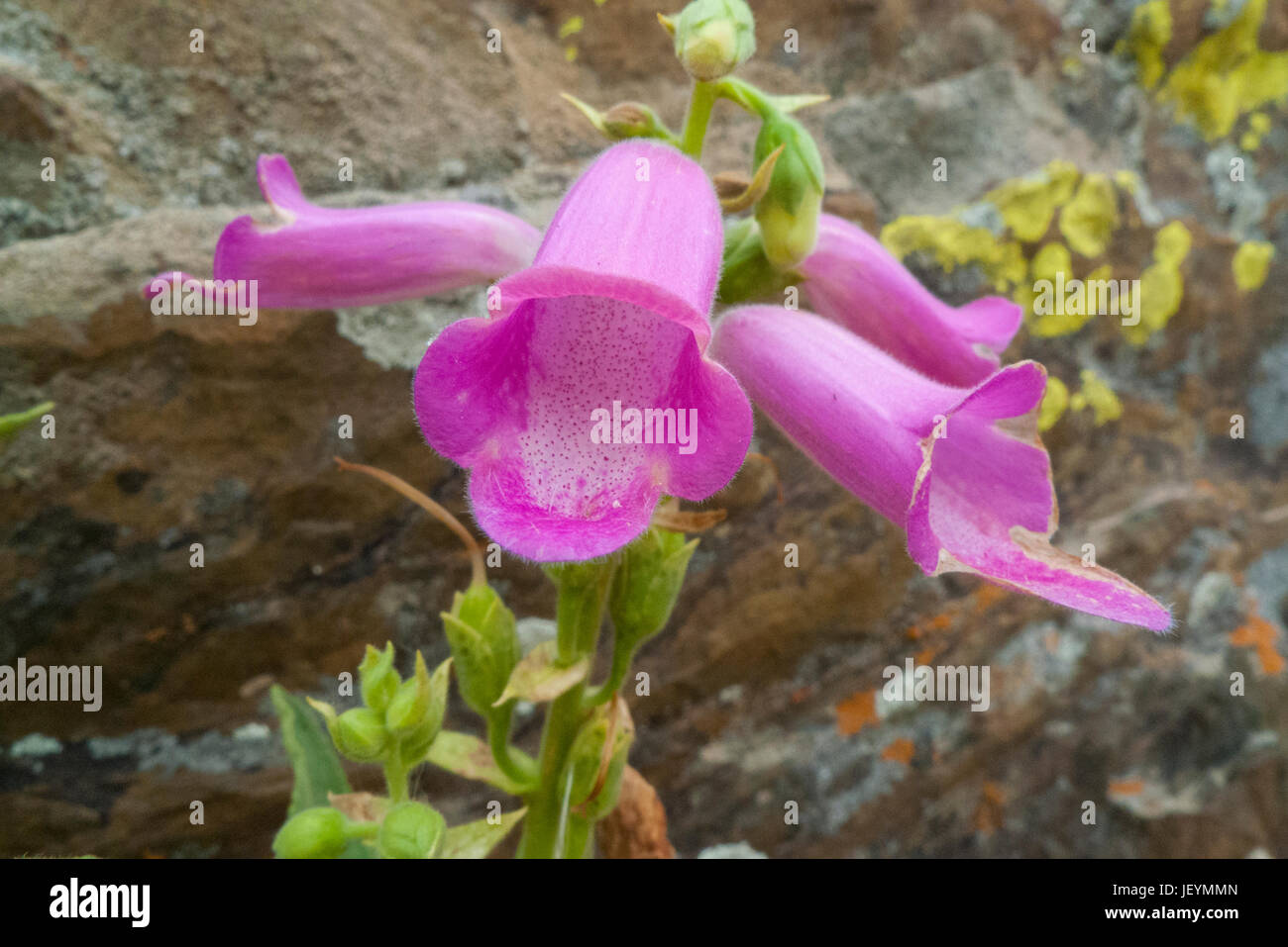 Digitalis thapsi hi-res stock photography and images - Alamy