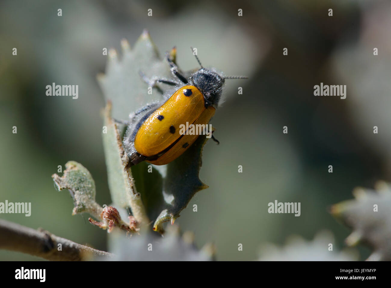 Clytra quadripunctata hi-res stock photography and images - Alamy