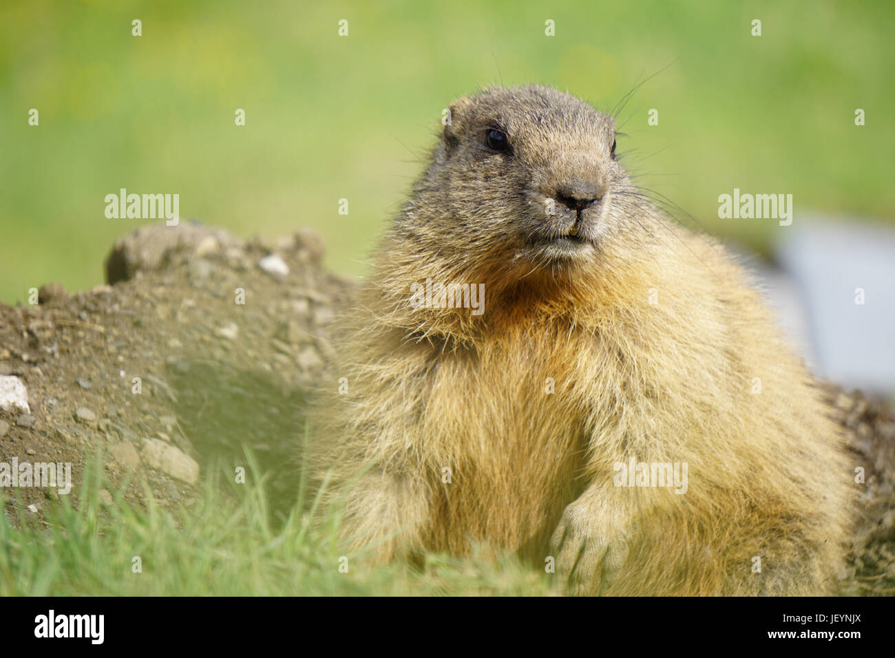 Alpine marmot in the natural environment Stock Photo - Alamy