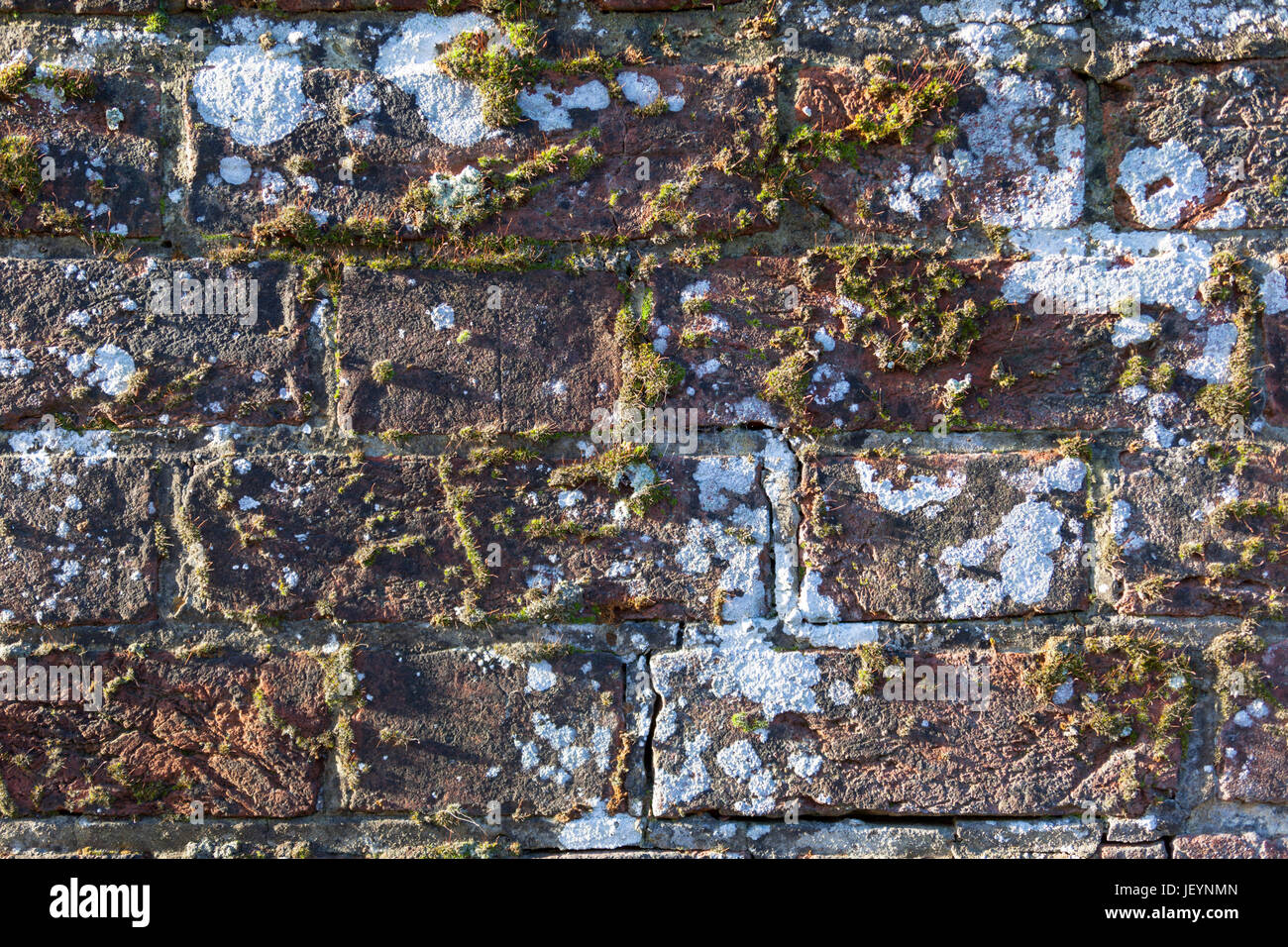 Brick wall with algae hi-res stock photography and images - Alamy