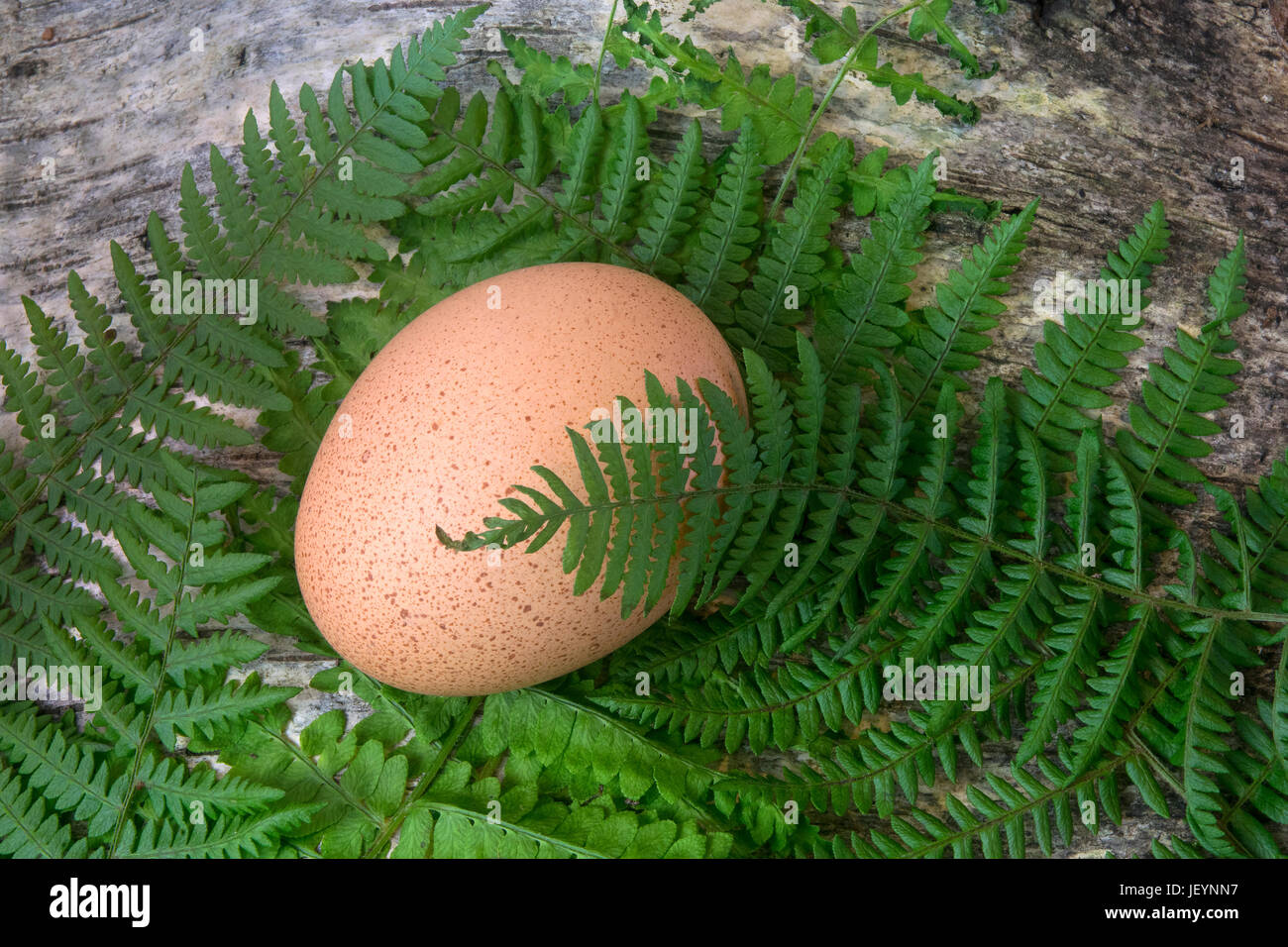 Speckled brown egg on fern against forest bank. Still life shot, even ...